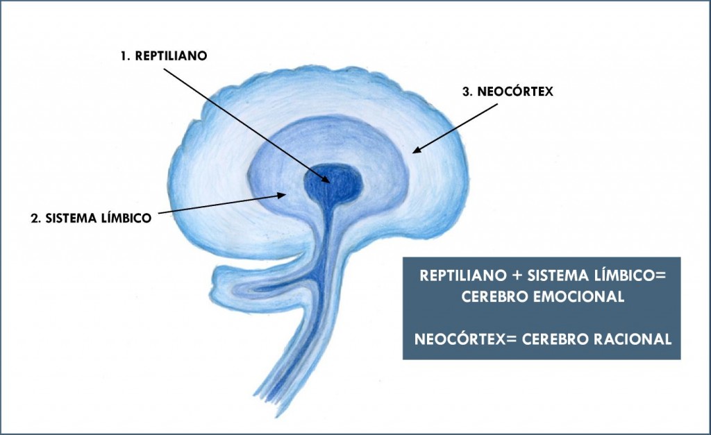 Neuroanatomia Fundamental – Cérebro trino ou trio – Inspirando Gente
